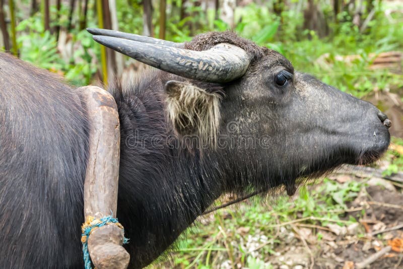 Buffalo Yoke Stock Photos - Free & Royalty-Free Stock Photos from ...