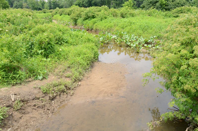 Muddy Water with Green Plants in Wetland Environment Stock Image ...