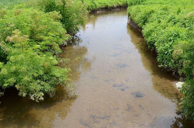 Muddy Water with Green Plants in Wetland Environment Stock Photo ...