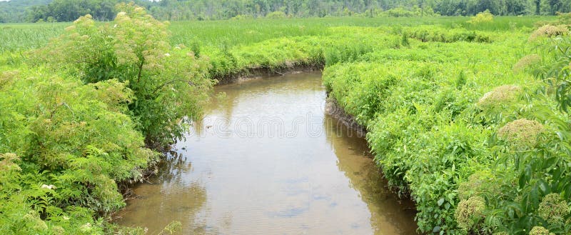 Muddy Water with Green Plants in Wetland Environment Stock Image ...