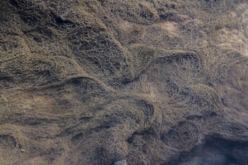 Muddy water texture stock photo. Image of calm, water - 78418580