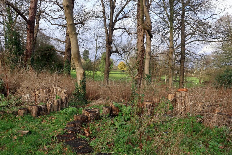 A Muddy Wet Landscape with Green Grass and Bare Trees Stock Photo ...
