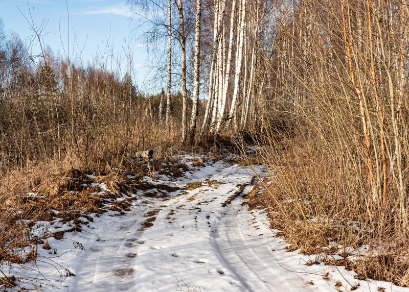 Texture of snow and ice stock photo. Image of frost - 172479286