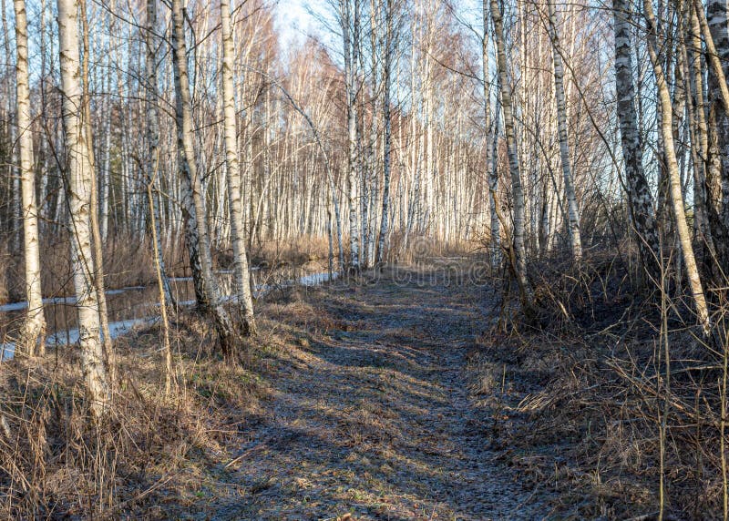 Texture of snow and ice stock photo. Image of frost - 172479286