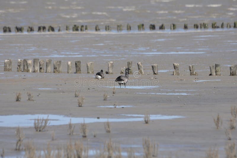 Mudflat, Bird, Fauna, Shorebird Picture. Image: 107020281