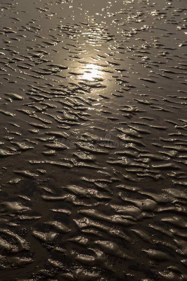 Mudflat, with Tidal Ripples, at Sunset with Sunlight Reflected in Water ...