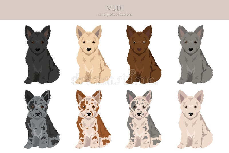 Mudi Puppy Clipart. Different Poses, Coat Colors Set Stock Vector ...