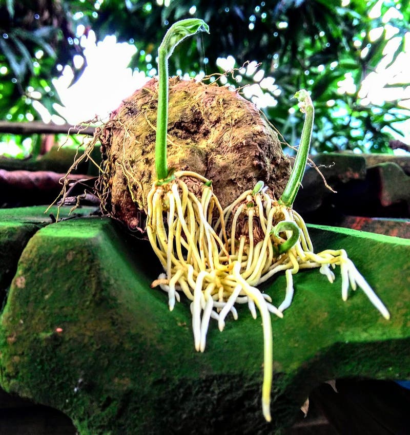 Mudi stock photo. Image of trpn, mudi, vadi, nadiya - 97209796