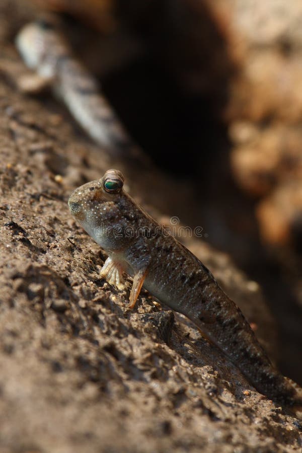 Mudskipper stock photo. Image of beach, mudflats, amphibian - 13718824