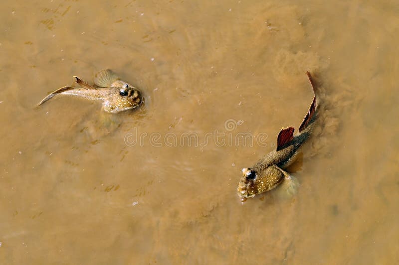 Mudskipper stock photo. Image of asia, fighting, unusual - 14486078