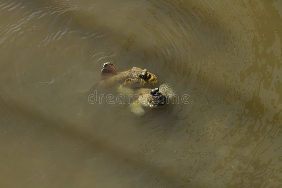 Mudskipper stock photo. Image of hobbies, coast, creature - 25418972