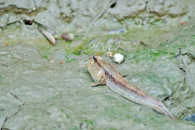 Mudskipper stock photo. Image of oxudercinae, fish, thai - 26000958