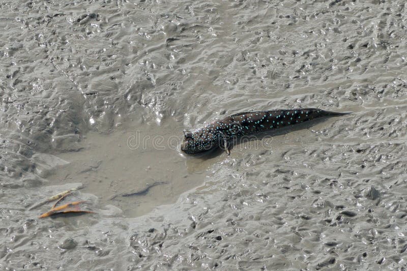 Mudskipper or Amphibious Fish Stock Photo - Image of exotic, marine ...