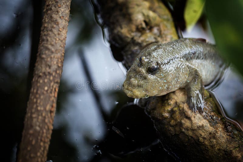 Mudskipper , Amphibious Fish Stock Photo - Image of creature, outdoor ...
