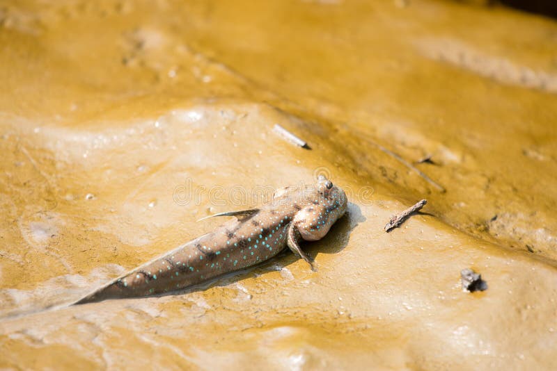 Mudskipper, Amphibious Fish Feeding on the Mud in the Morning. Stock ...