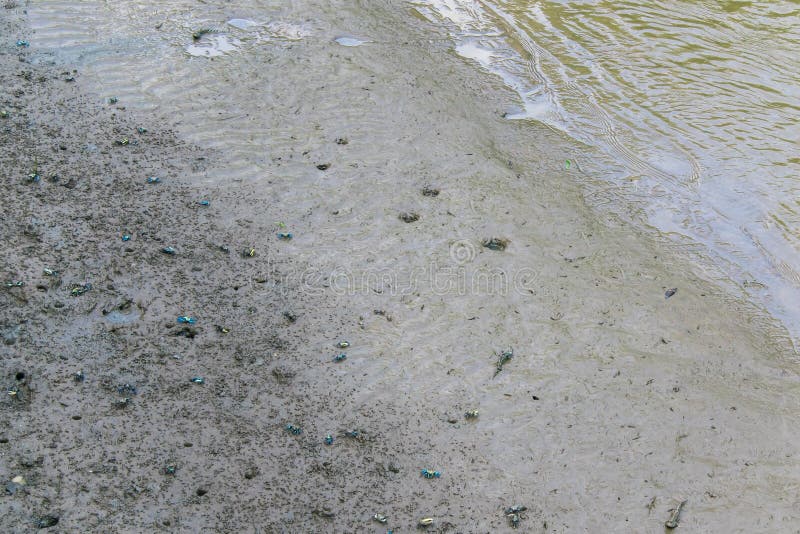 Mudskipper, Amphibious Fish in Mangrove Forest Stock Image - Image of ...