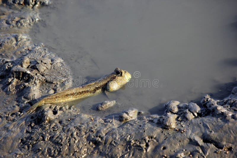 Mudskipper or Amphibious Fish in Mangrove Forest Stock Photo - Image of ...