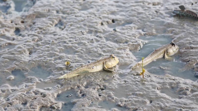 Mudskipper Fish Climbing on a Log at the Mangrove Forest-0002 Stock ...