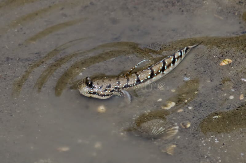 Mudskipper Amphibious Fish Oxudercinae in Thailand Stock Photo - Image ...
