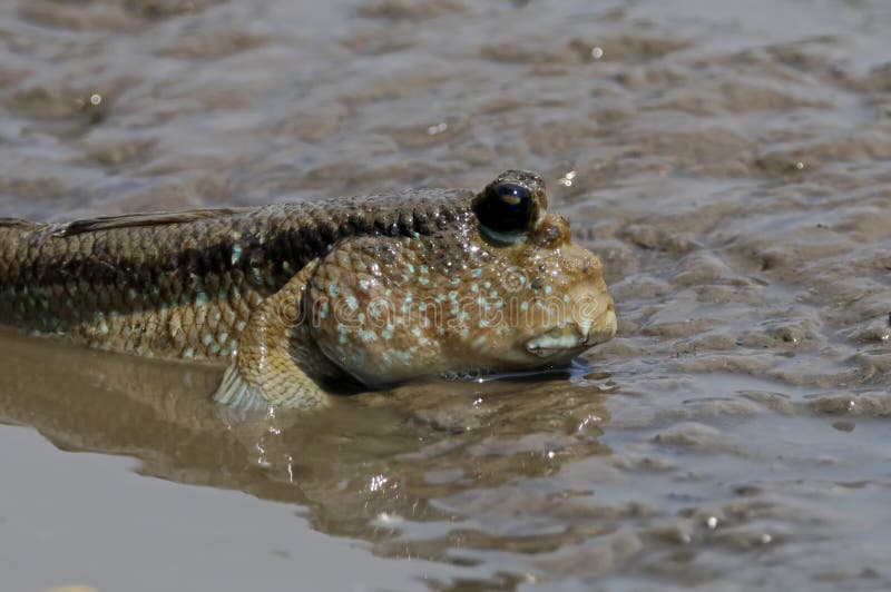 Mudskipper Amphibious Fish Oxudercinae in Thailand Stock Photo - Image ...