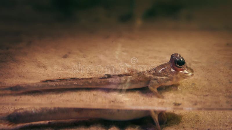 Mudskipper Amphibious Fish in the Water Stock Video - Video of bengal ...