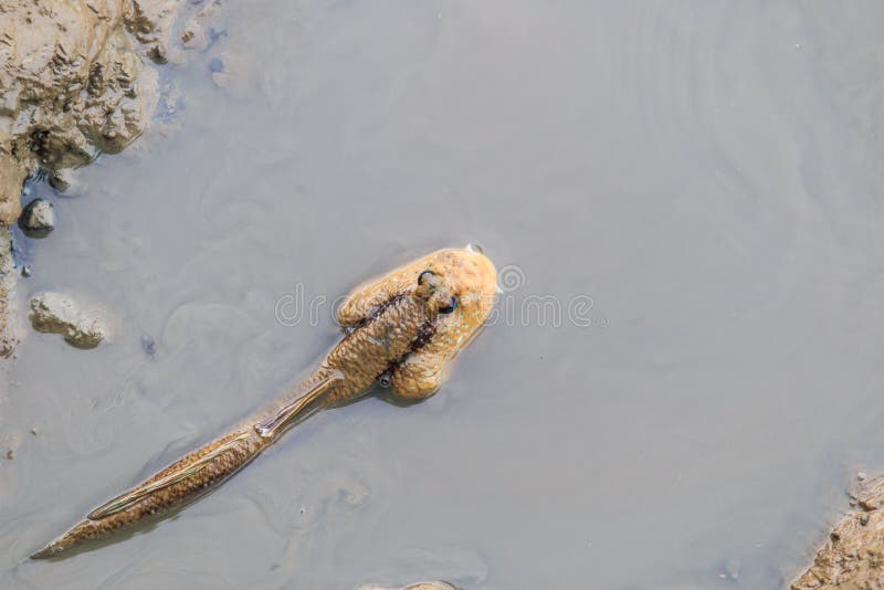 Mudskipper asia Thailand stock photo. Image of hobbies - 57917268