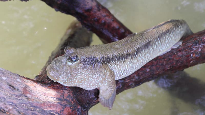 Mudskipper Blinking while Resting on the Mangrove Tree Root Stock Video ...