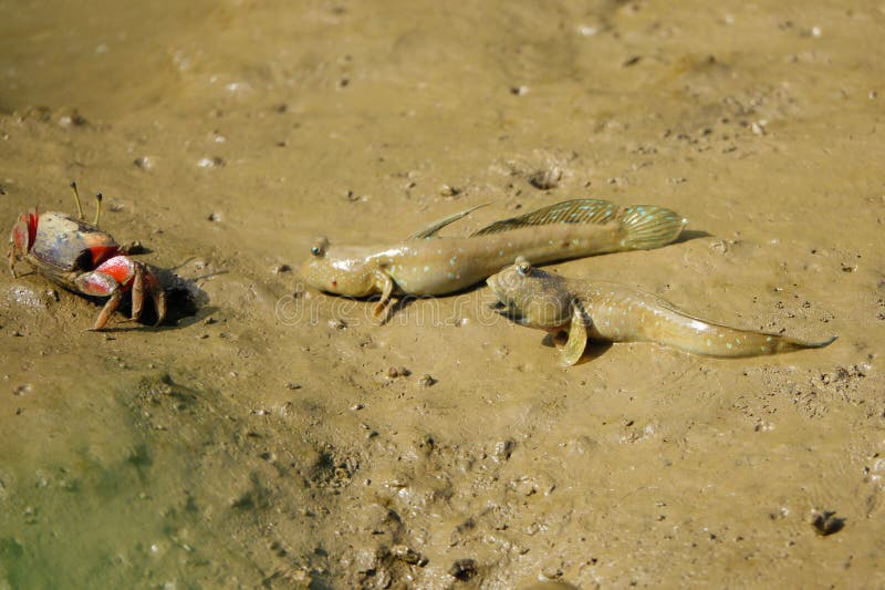 Mudskipper and Fiddler Crab Stock Photo - Image of amphibian, crab ...