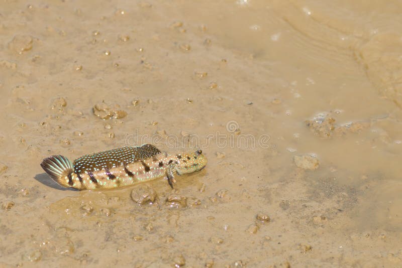 Mudskipper Fish, Amphibious Fish in Mangrove Forest Stock Image - Image ...
