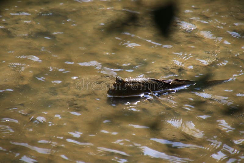 Mudskipper Fish,Amphibious Fish Lying on the Mud in Mangrove Forest ...