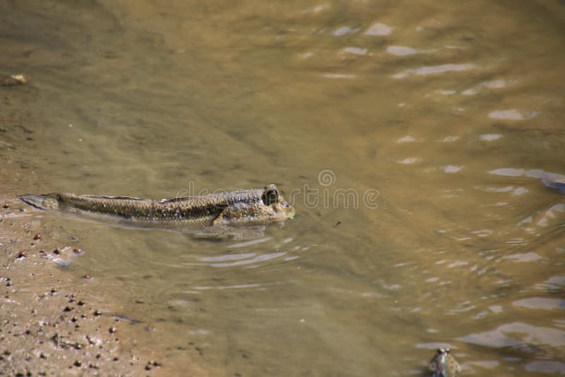 Mudskipper Fish,Amphibious Fish Lying on the Mud in Mangrove Forest ...