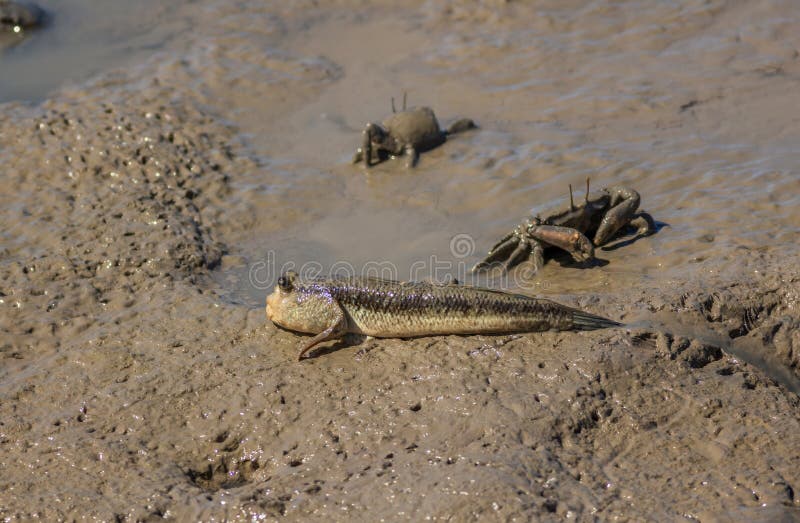 A Mudskipper Fish Crawling Past Two Mud Crabs in a Muddy Environment ...
