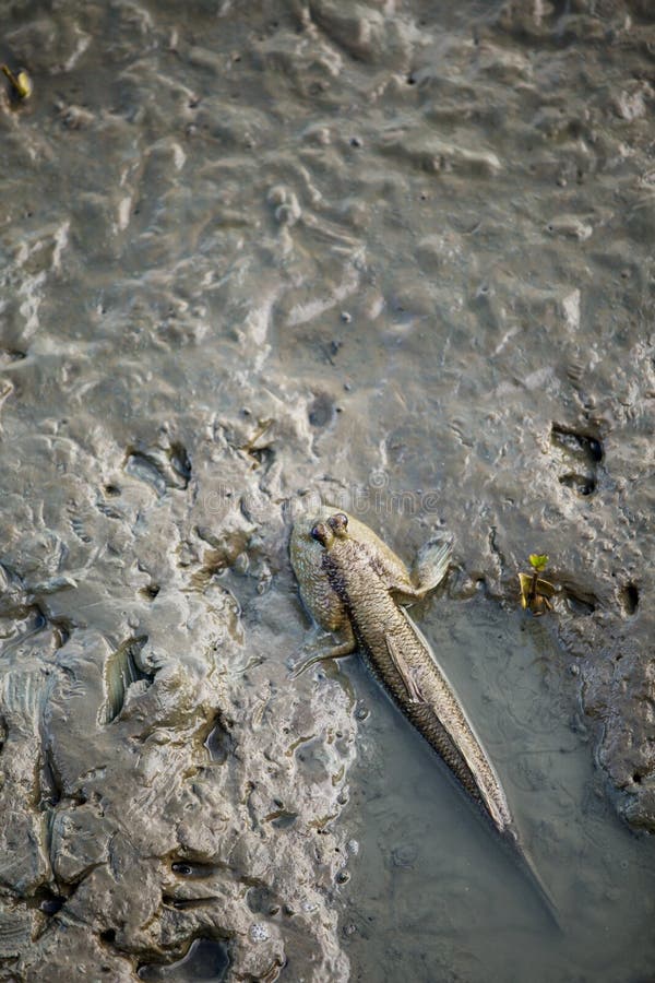 Mudskipper fish stock image. Image of animal, organism - 70122433