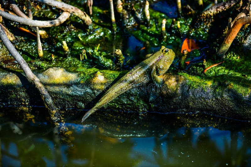 Mudskipper Fish with Mangrove Forest Stock Image - Image of thailand ...