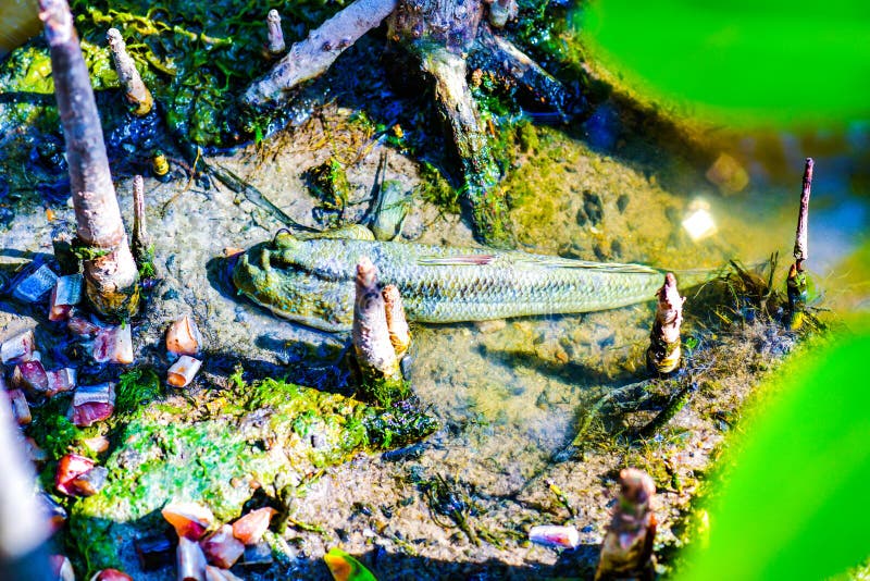 Mudskipper Fish with Mangrove Forest Stock Photo - Image of macro ...