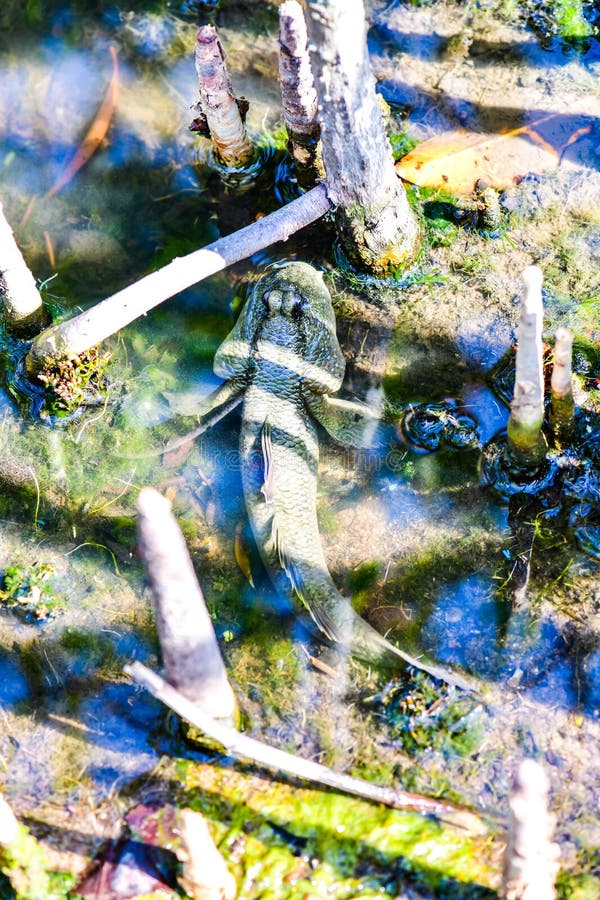 Mudskipper Fish with Mangrove Forest Stock Photo - Image of forest ...