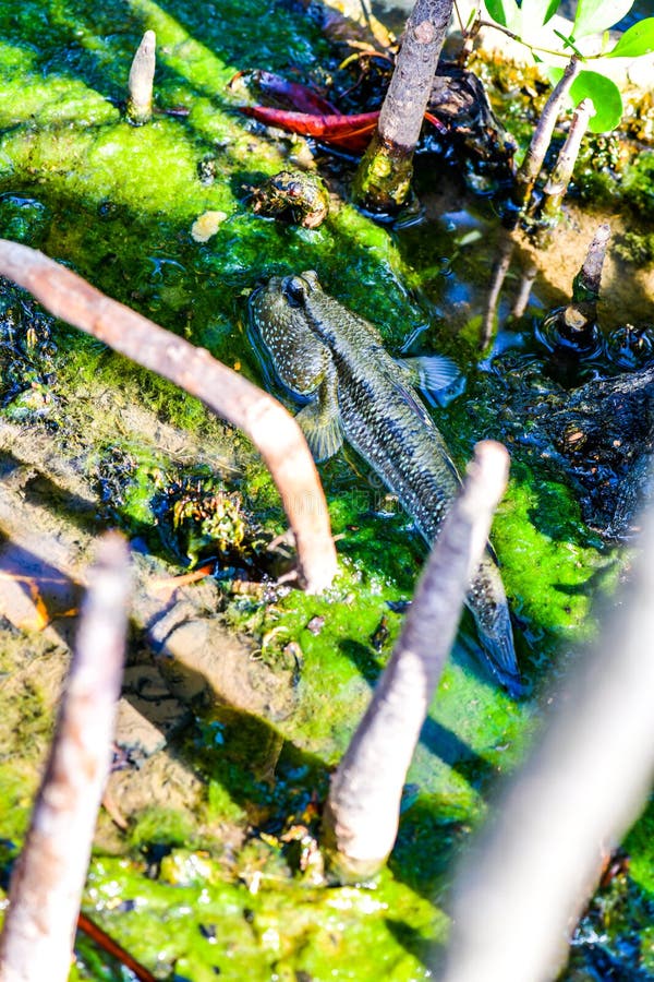 Mudskipper Fish with Mangrove Forest Stock Image - Image of asia, green ...