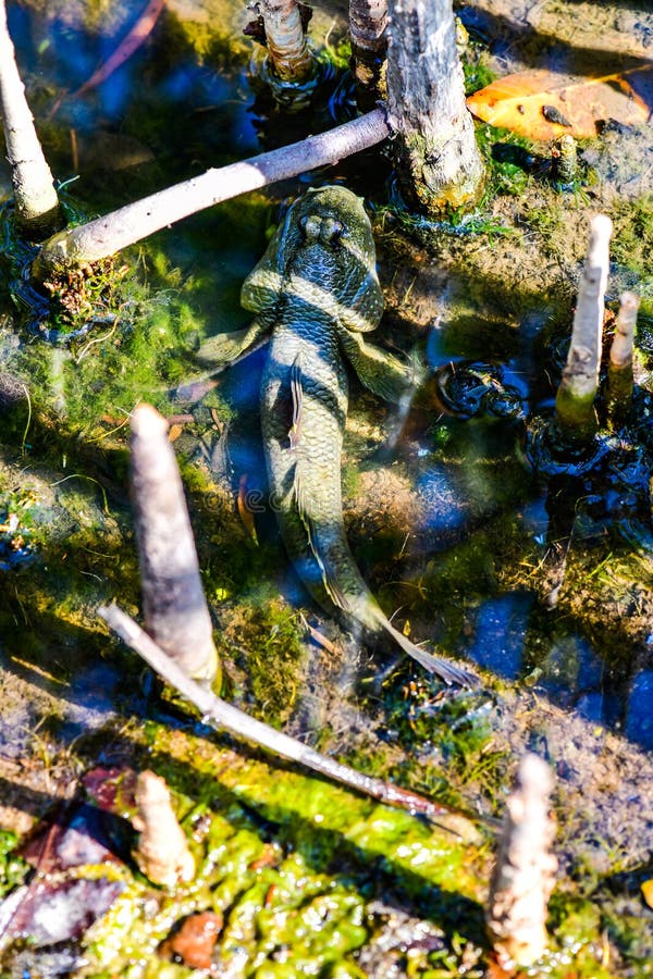 Mudskipper Fish with Mangrove Forest Stock Photo - Image of walking ...