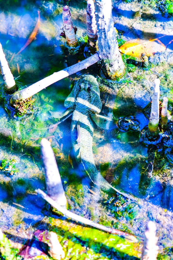 Mudskipper Fish with Mangrove Forest Stock Image - Image of natural ...
