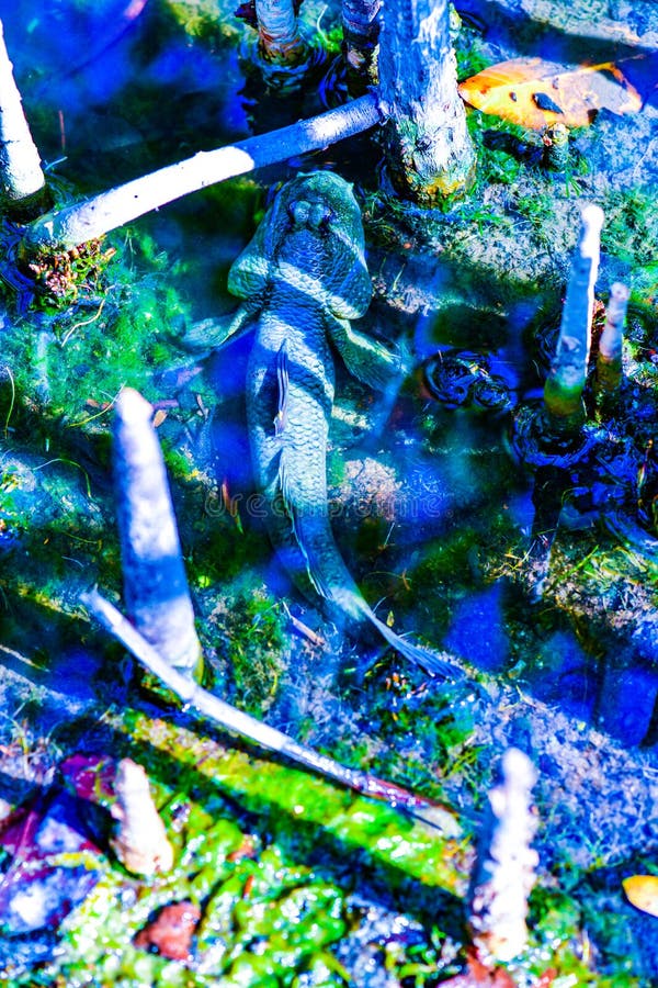 Mudskipper Fish with Mangrove Forest Stock Photo - Image of closeup ...