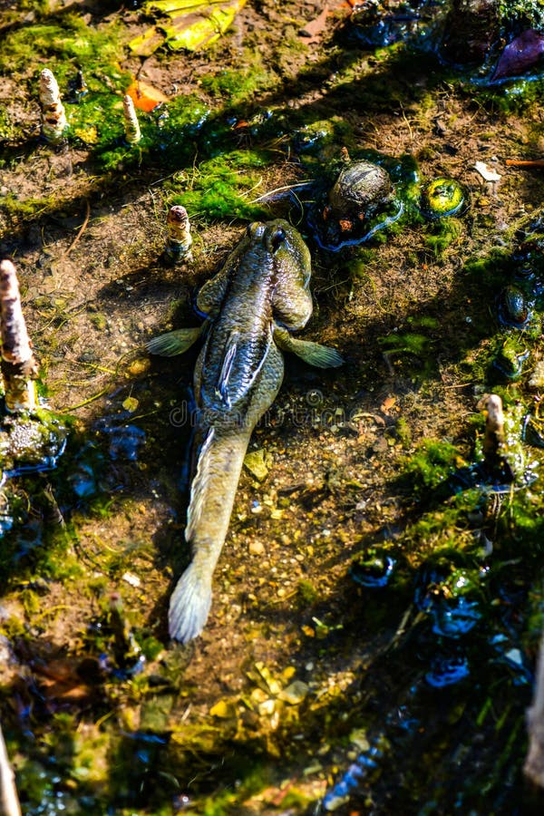 Mudskipper Fish with Mangrove Forest Stock Photo - Image of water ...