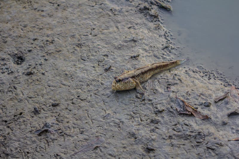 Mudskipper fish stock photo. Image of asian, exotic, inhaling - 69283766