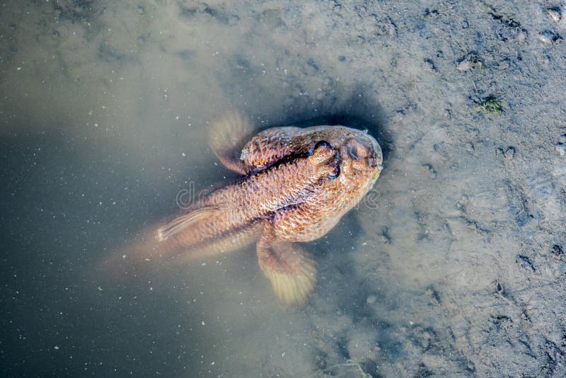 Mudskipper fish stock photo. Image of fish, move, nature - 100372764