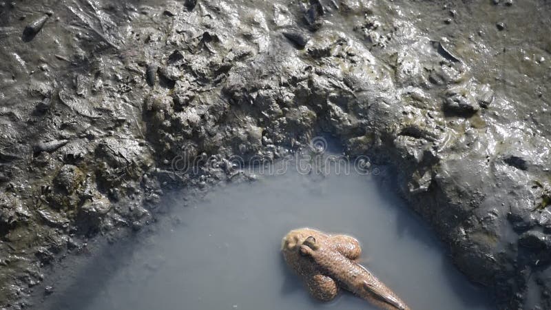 Mudskipper Fish Climbing on a Log at the Mangrove Forest-0001 Stock ...