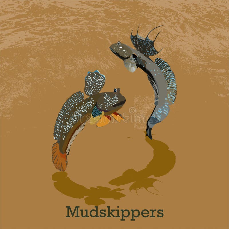 Illustration Mudskipper Stock Illustrations – 19 Illustration ...