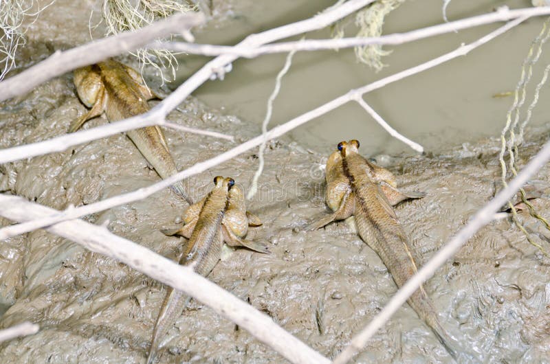 Mudskipper fish stock photo. Image of marina, outdoor - 31537028