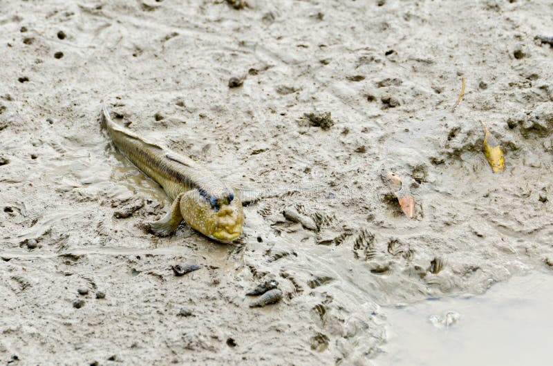 Mudskipper fish stock photo. Image of animal, lungfish - 31537040