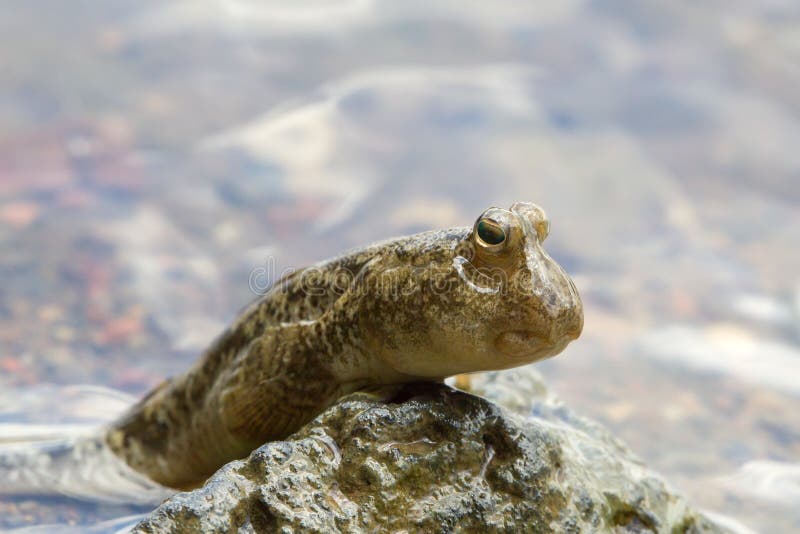 Mudskipper stock photo. Image of animal, fish, marine - 73352328