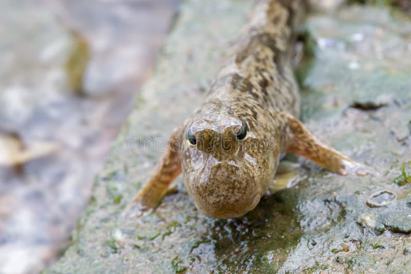 Mudskipper stock photo. Image of animal, fish, marine - 73352328