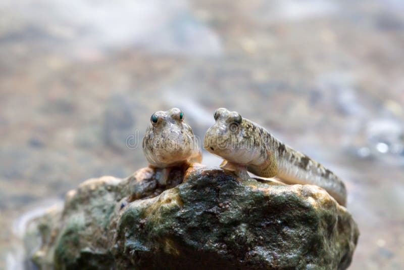 Mudskipper stock photo. Image of animal, fish, marine - 73352328